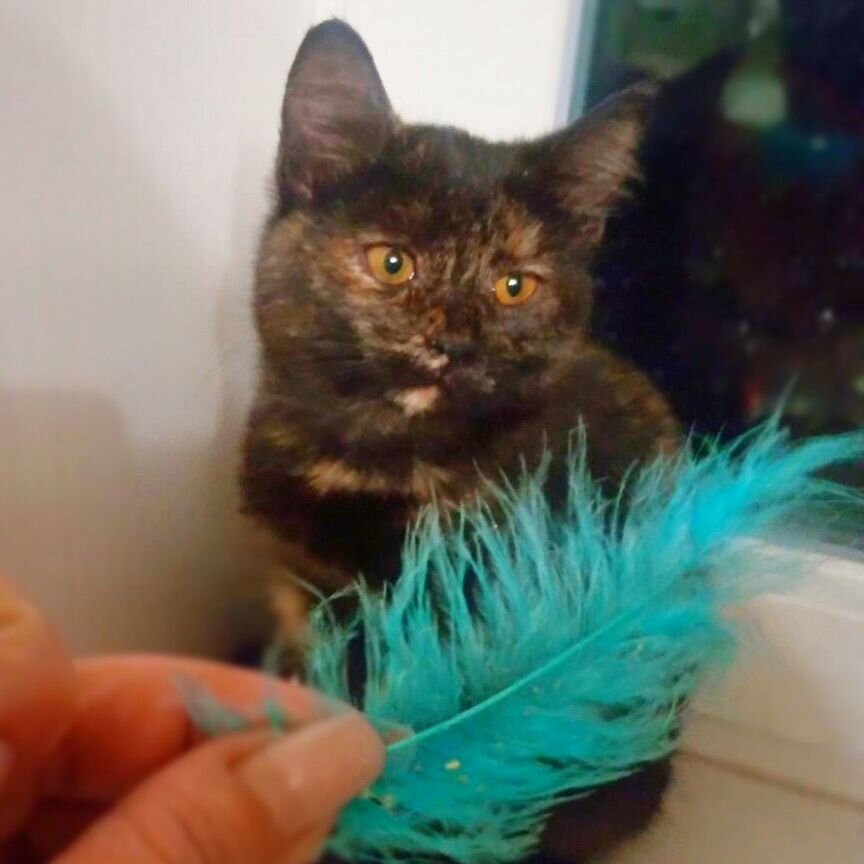 Котенок ищет дом