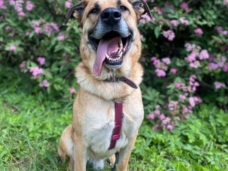 Лео всё потерял и теперь ищет дом