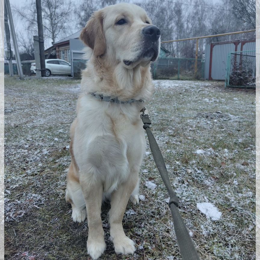 Золотистый ретривер, щенок