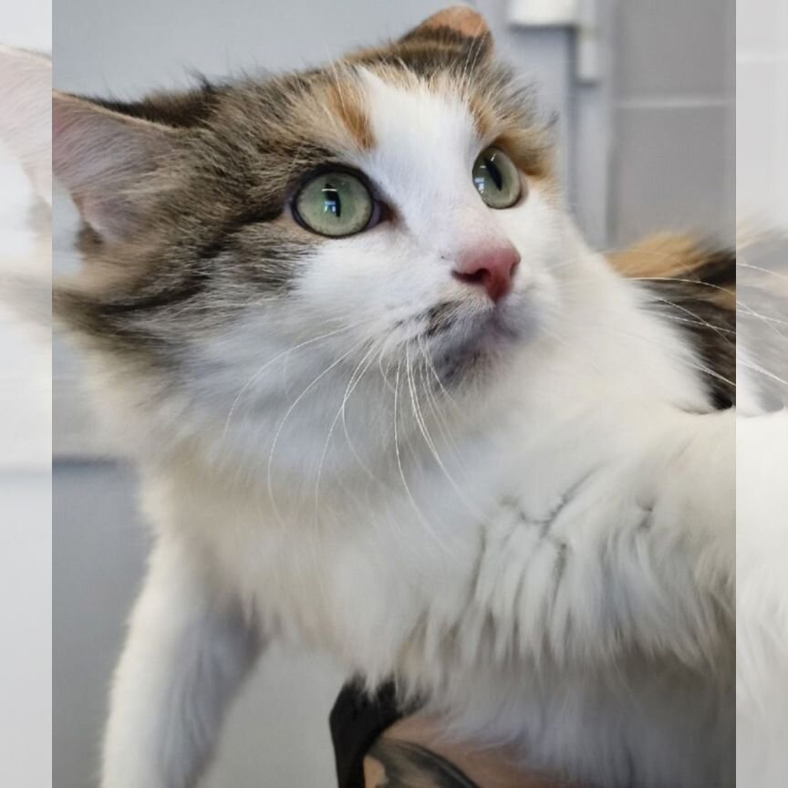 Взрослая, кошка в добрые руки