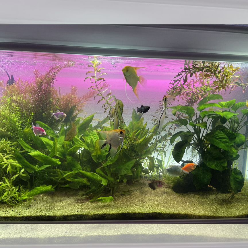 Мох кристмас, Валиснерия растения для аквариума