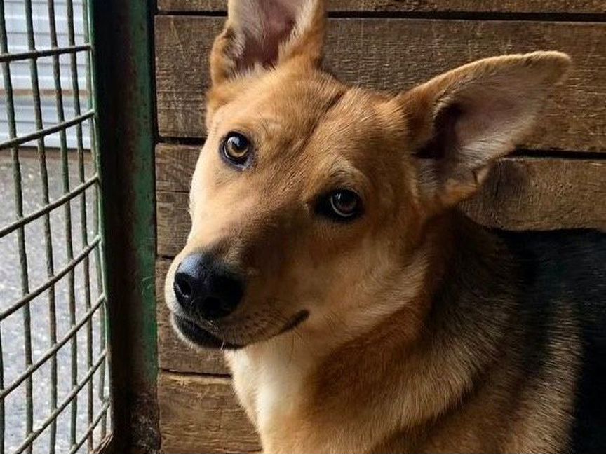 Миниатюрная огненная красотка из приюта