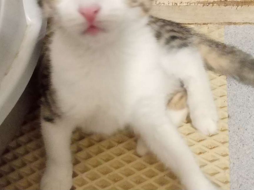 Милли в добрые руки