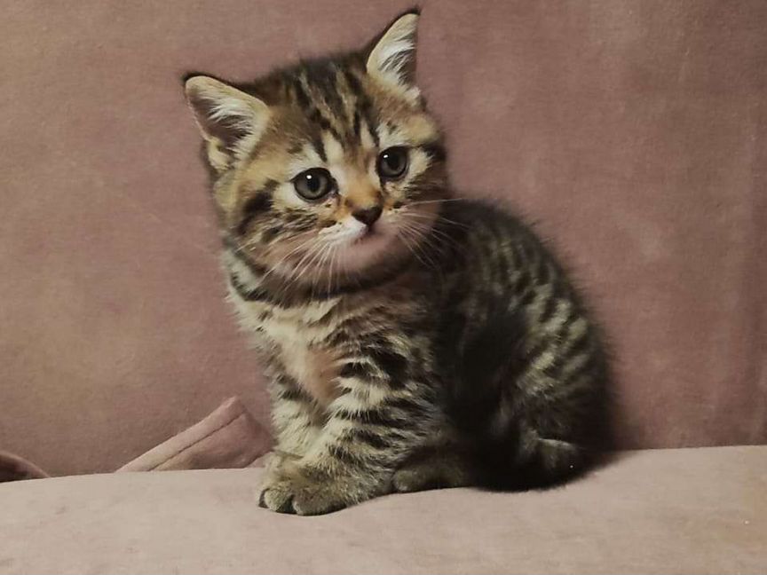Британская котенка