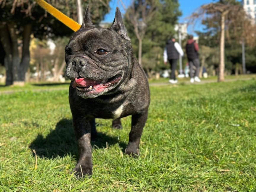 Французский бульдог в добрые руки