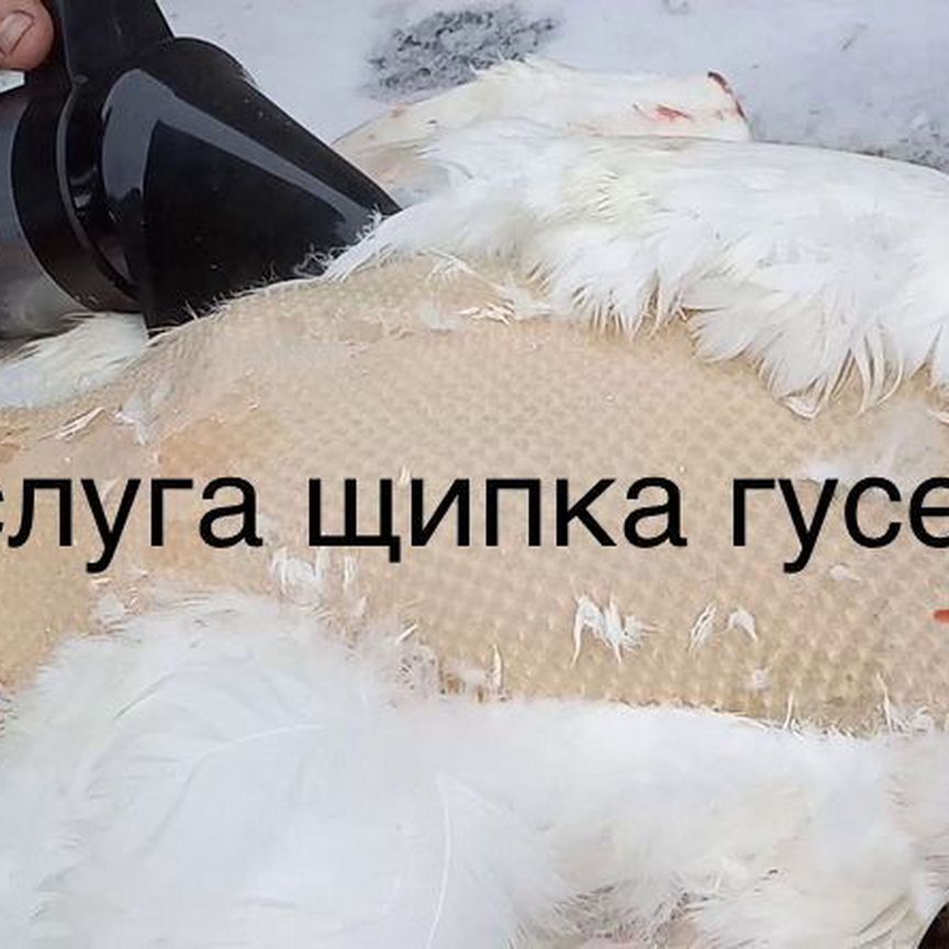 Щипаем гусей и уток