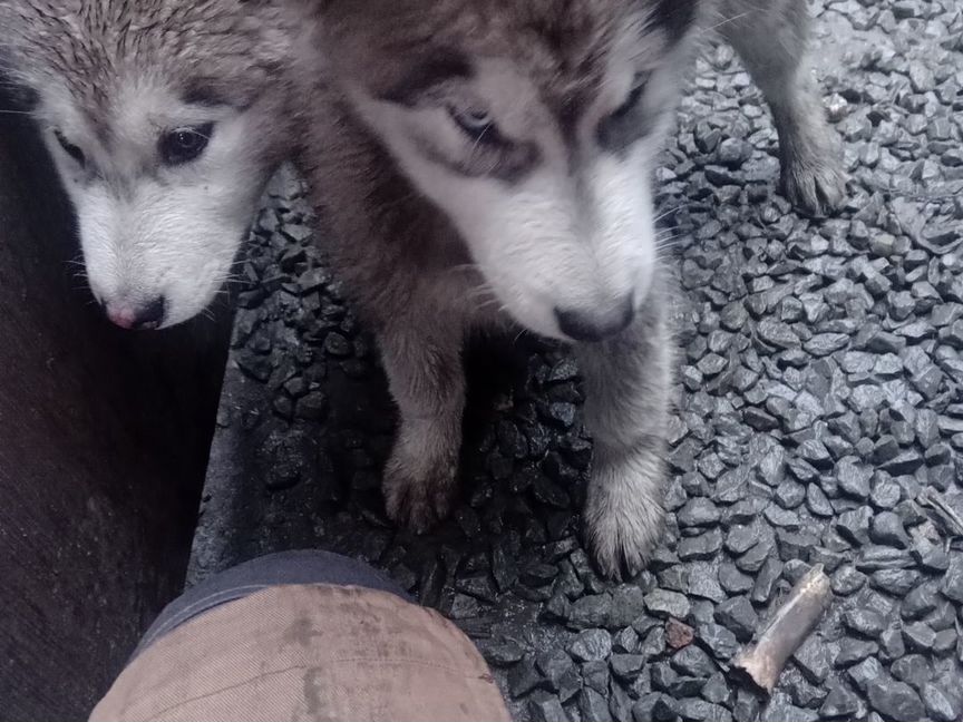 Щенки маламута