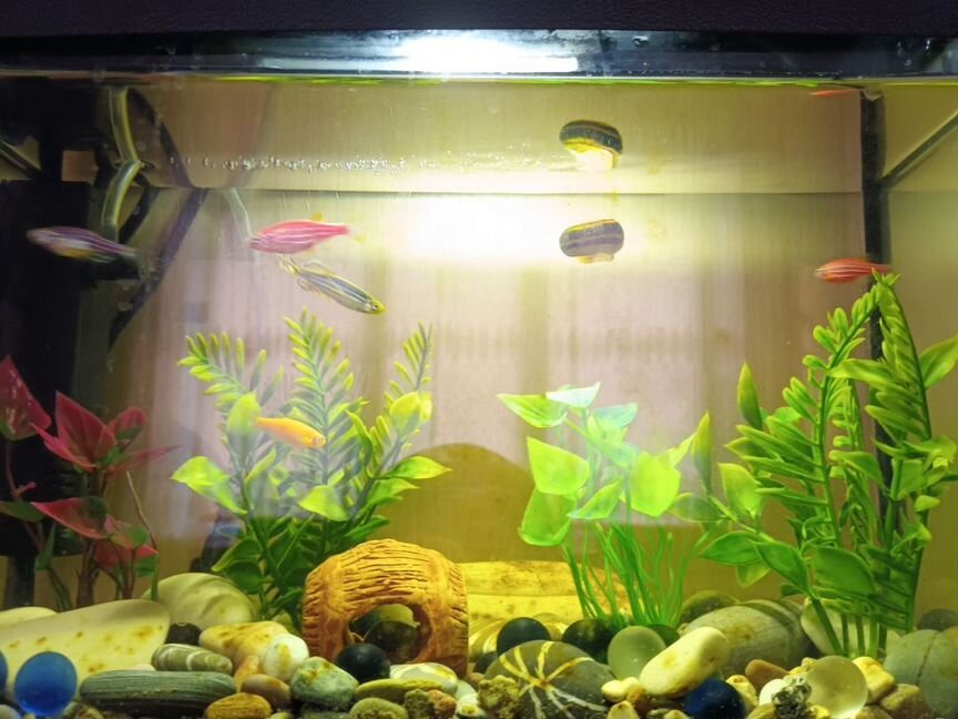 Аквариум с рыбками