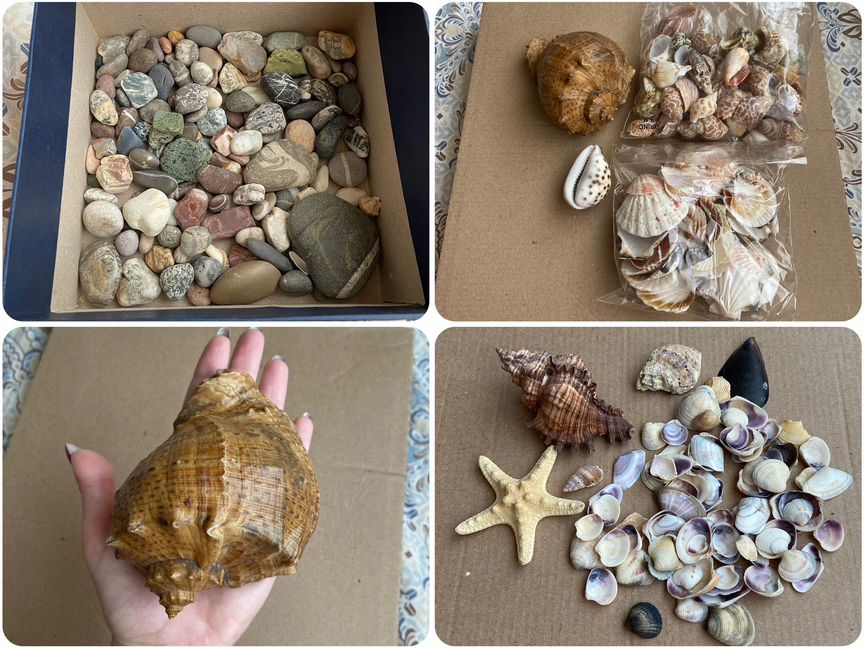 Ракушки коробка