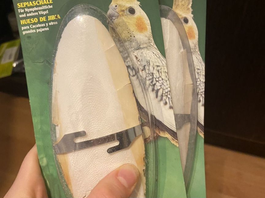 Сепия панцирь каракатицы