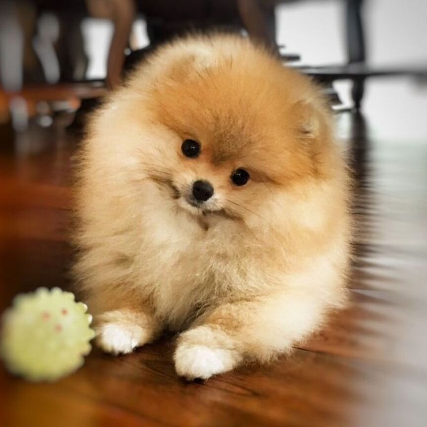 Возьму шпица