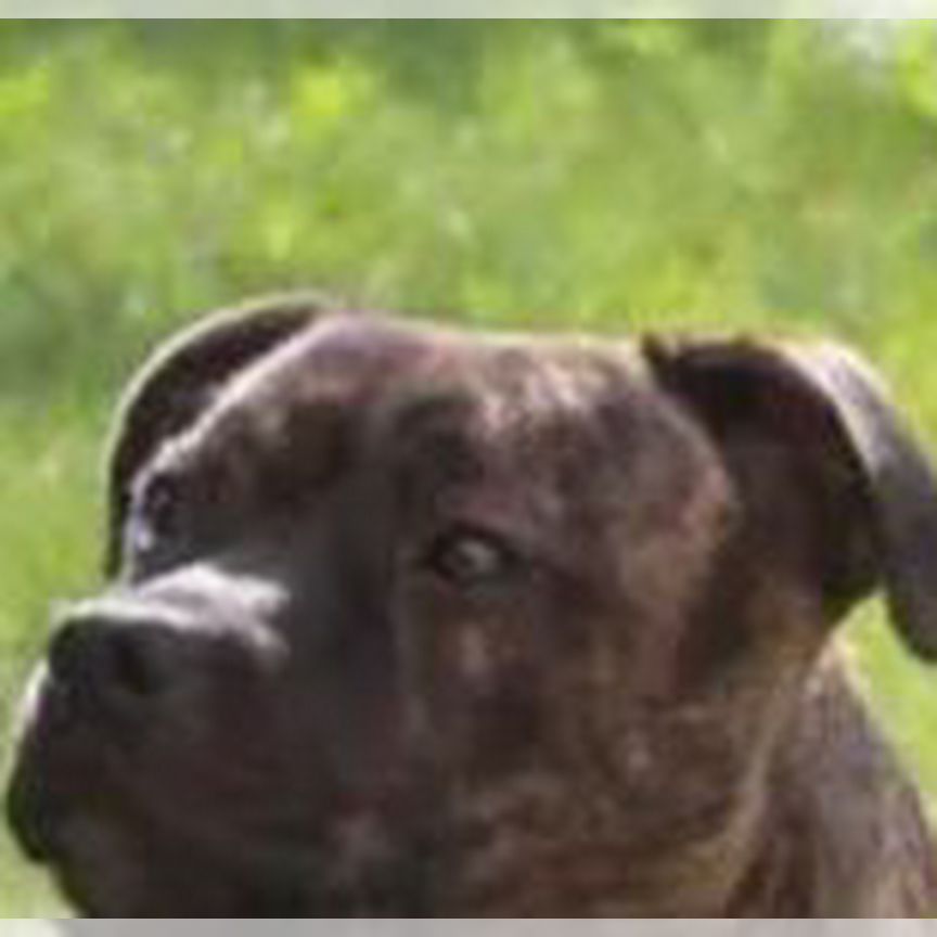 Американский стафордширдский терьер