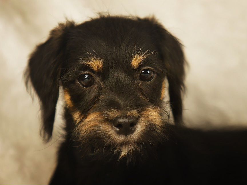 Щенок девочка