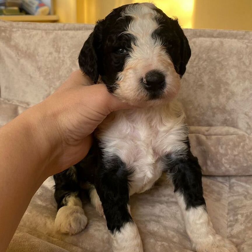 Китайский императорский пудель