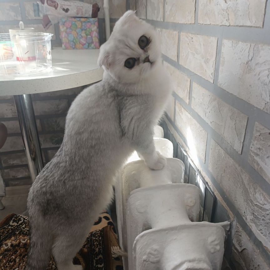 Случка кошка