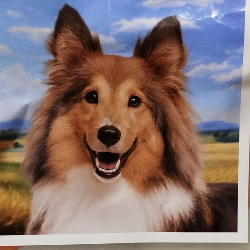 Сухой корм для собак