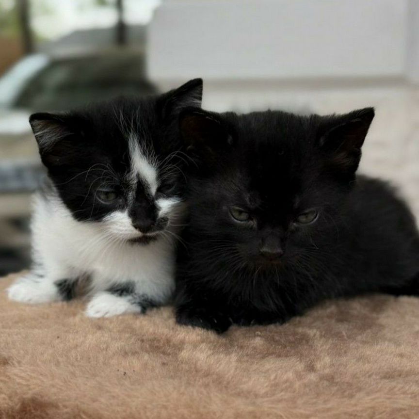Котята шотландцы прямоухие