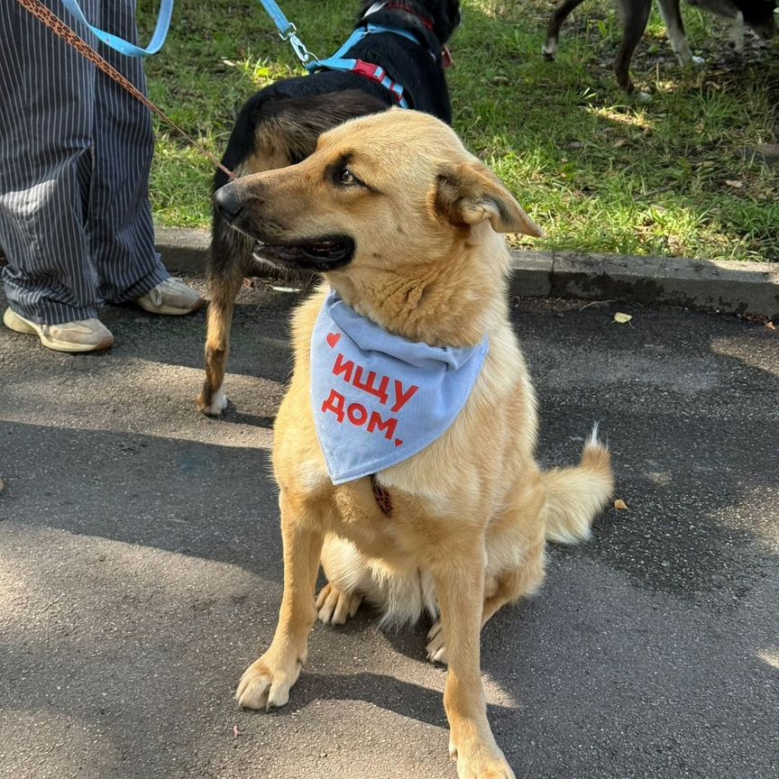 Взрослая собака в добрые руки