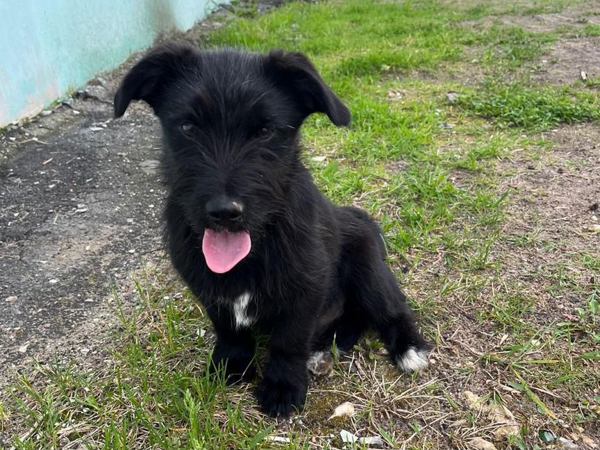 Щенок в добрые руки бесплатно