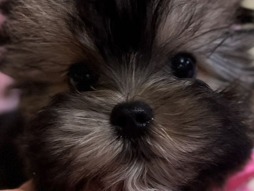 Одна на миллион. Яркая, курносая, беби фейс