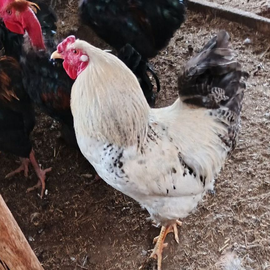 Петух молодой домашний