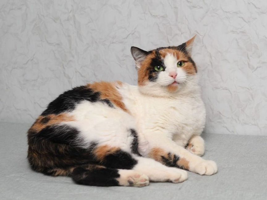 Красивая кошечка