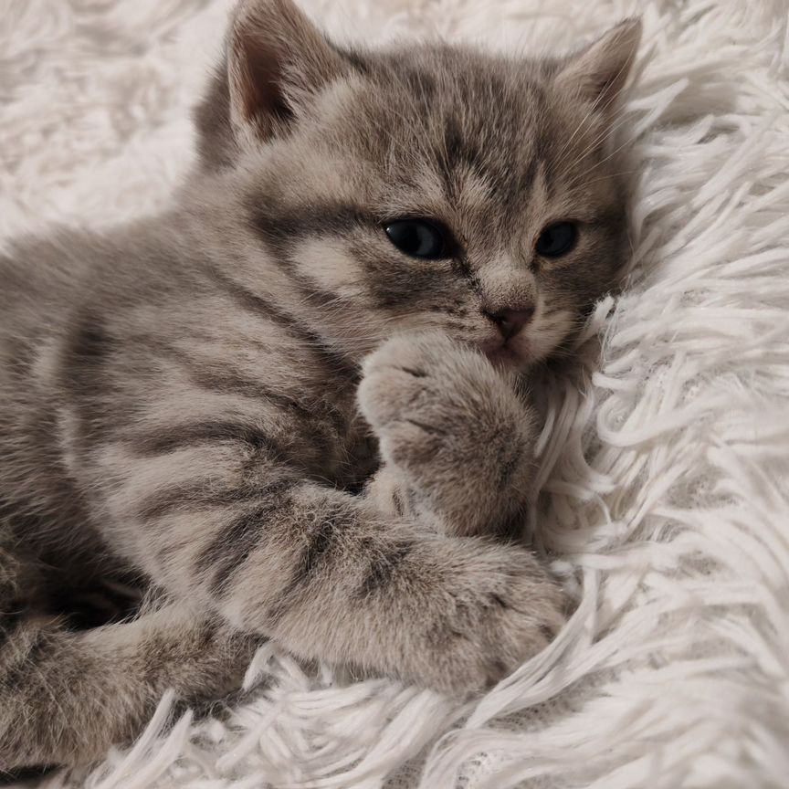 Шотландские котята