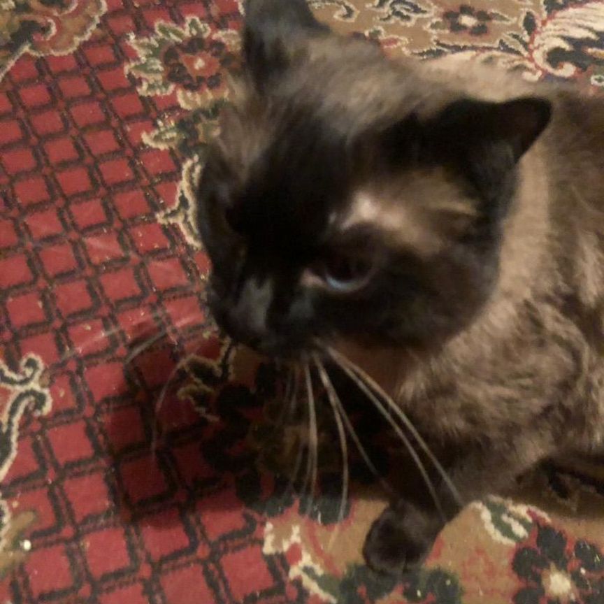 Отдам в добрые руки