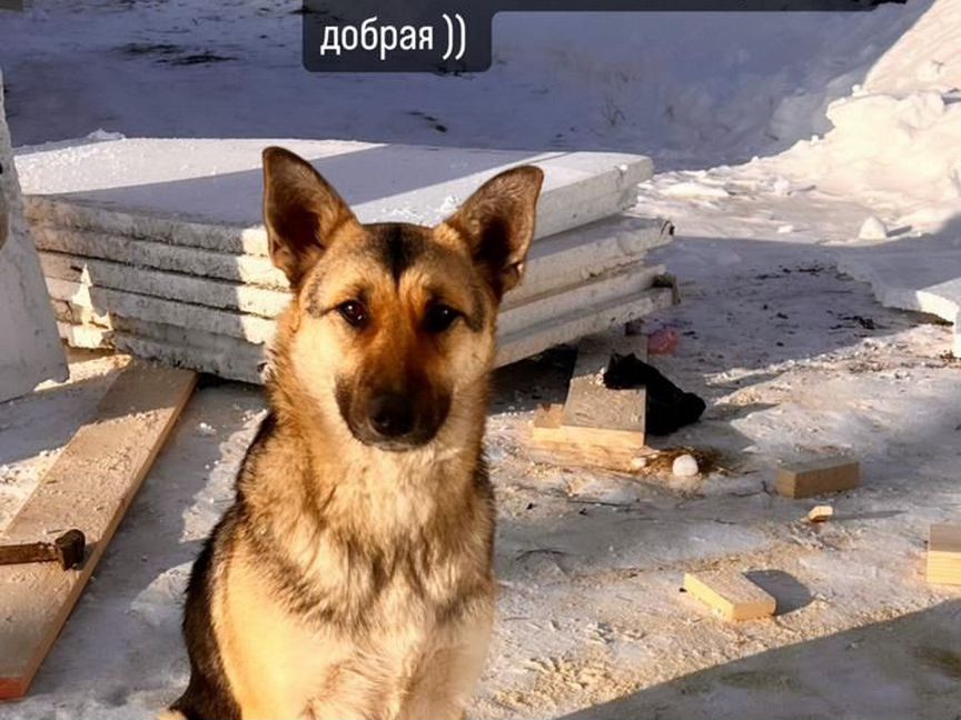 Щенки в добрые руки