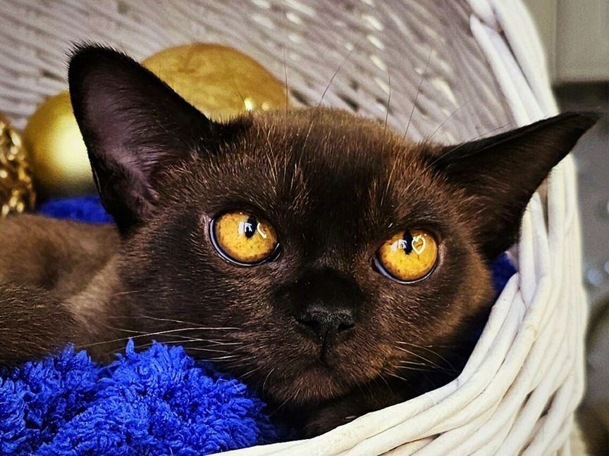 Котики соболиного окраса