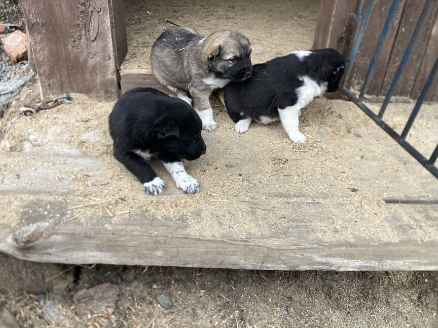 Продажа щенков алабая