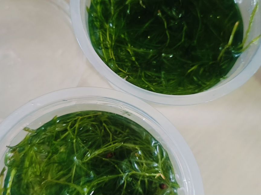 Водоросли для аквариума