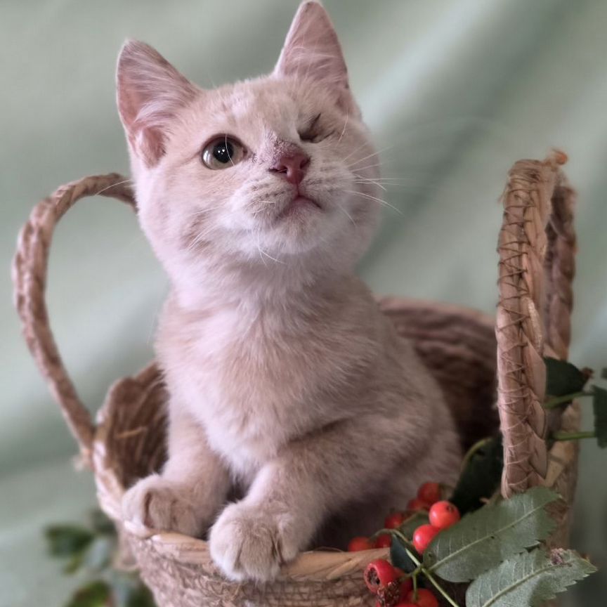 Котенок особенный в добрые руки