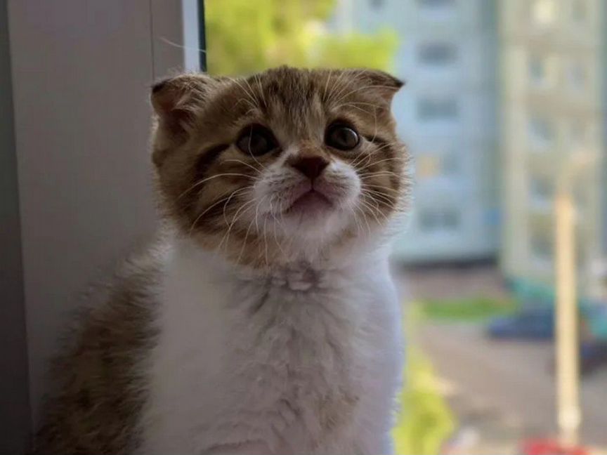 Шотландский вислоухий котенок бесплатно