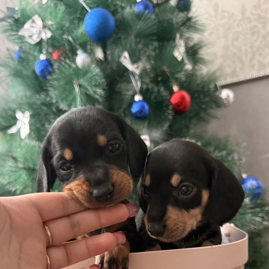 Такса, щенок