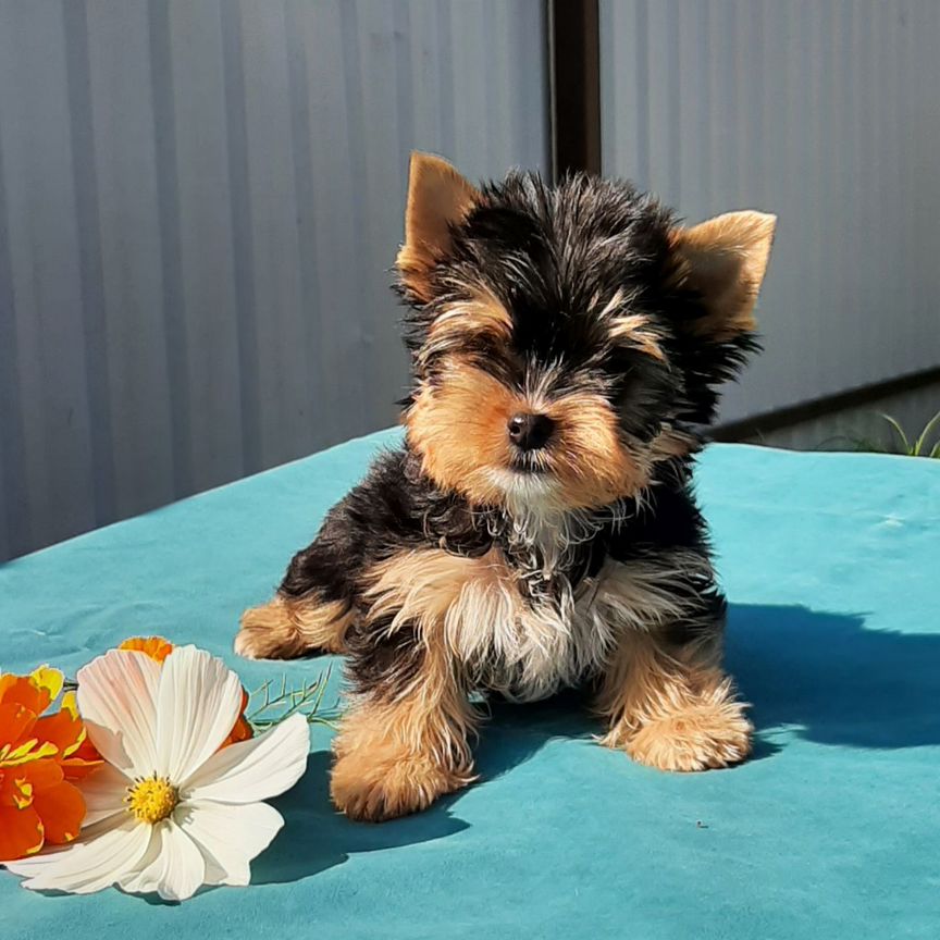 Йоркширский терьер мини щенки бейби фейс