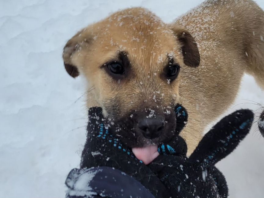 Щенок Дизель ищет свою семью