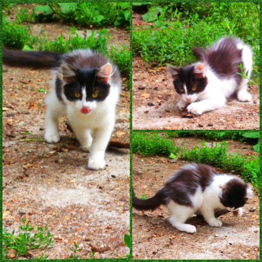 Котёнок бесплатно