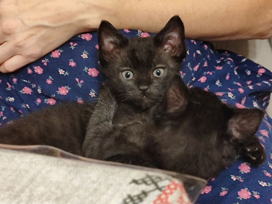Котята