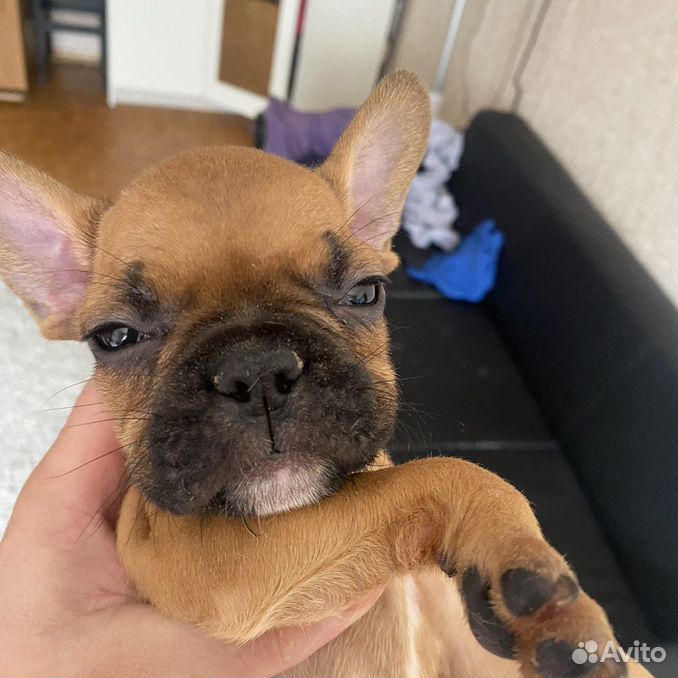 Французкая булочка