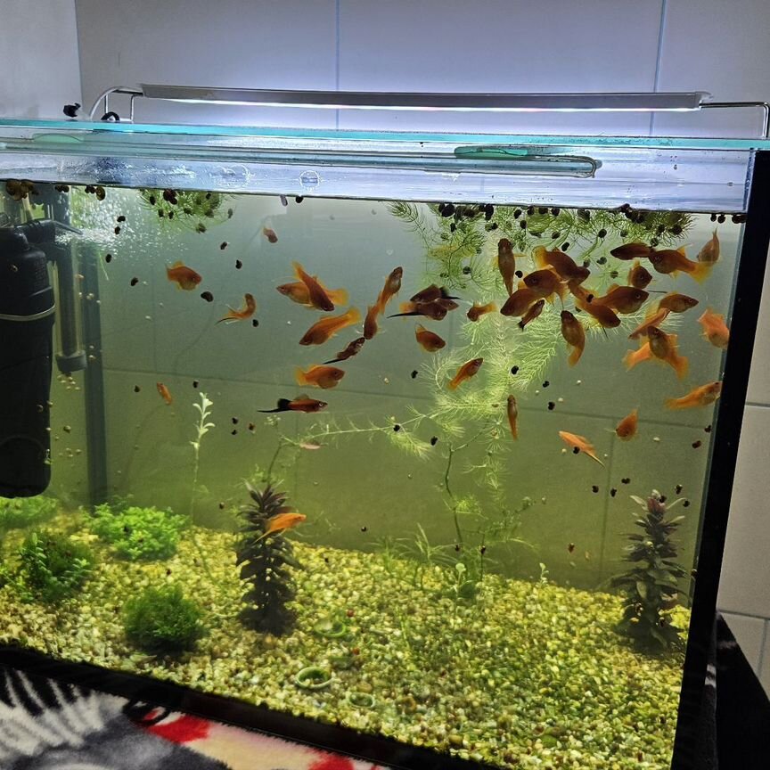 Аквариумные рыбки