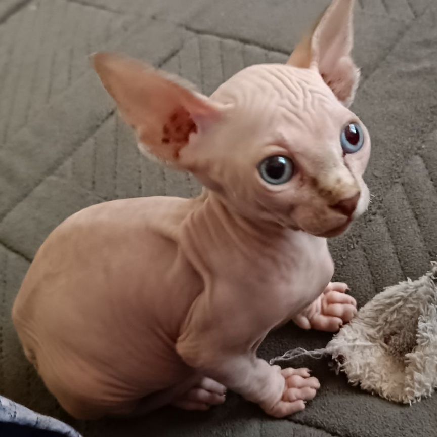 Канадский сфинкс котенок мальчик