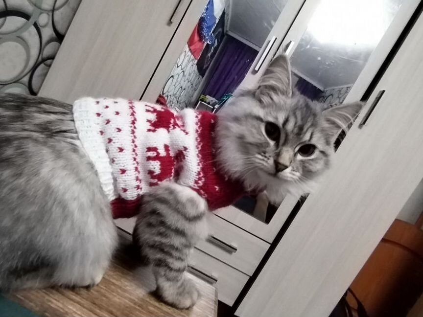 Свитер для кошки, собаки. Новогодний
