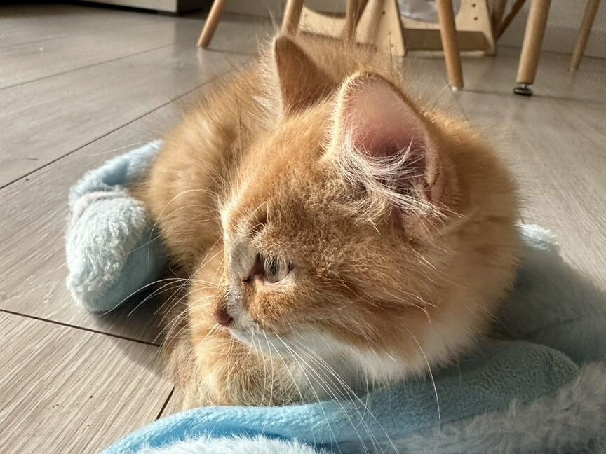 Рыжий котенок мальчик бесплатно
