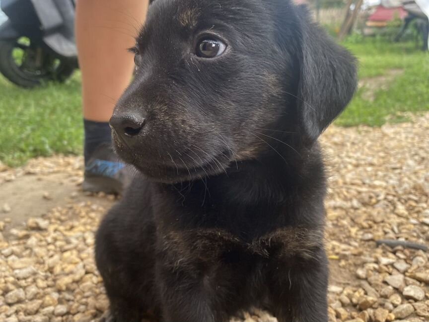 Лабрадоры щенки