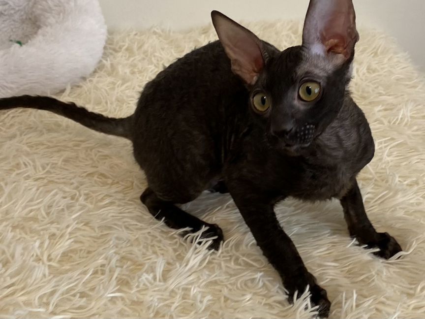 Черный котенок мальчик