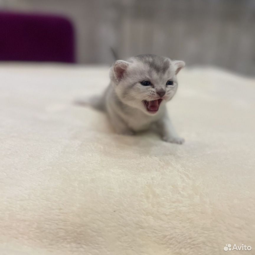 Котята британской шиншиллы