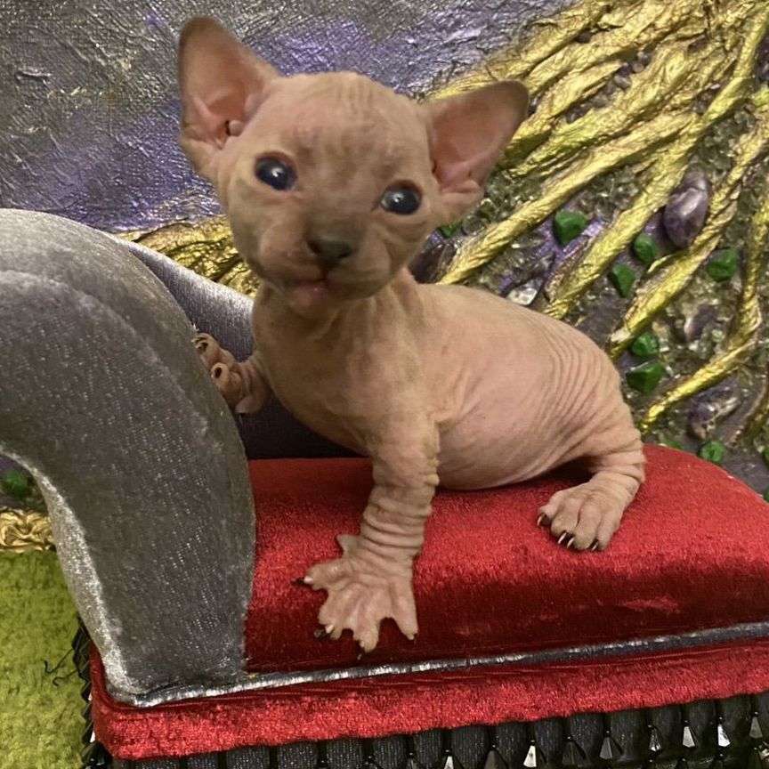 Бамбино котёнок