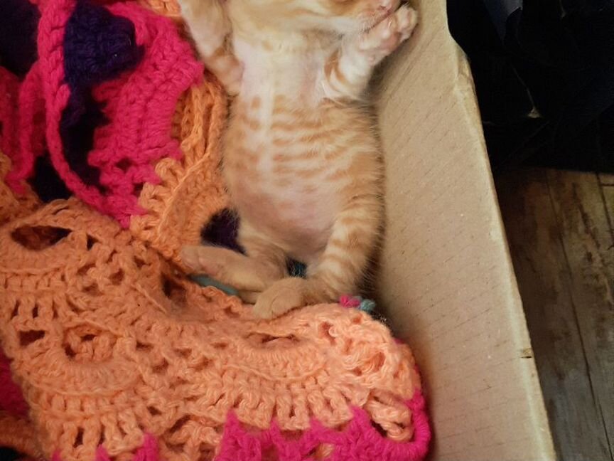 Котик маленький