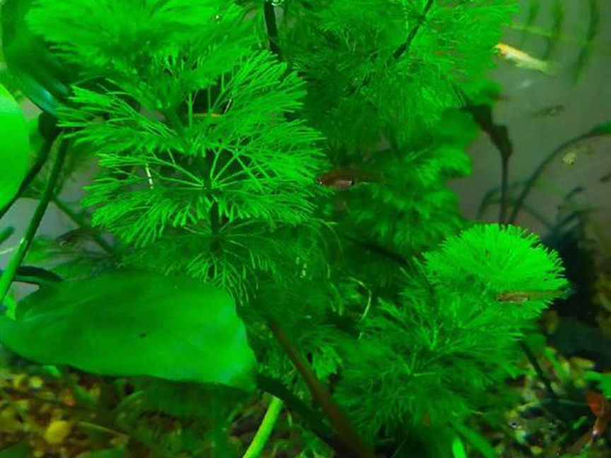 Аквариумные растения